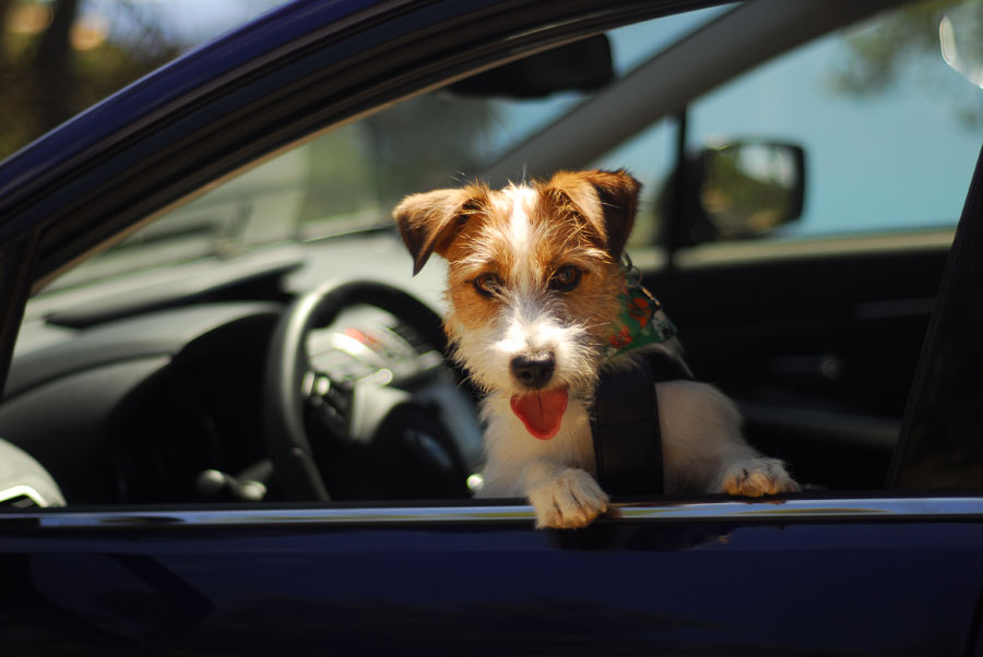 Transporta a tu perro en coche de un modo seguro - Blog sobre Perros