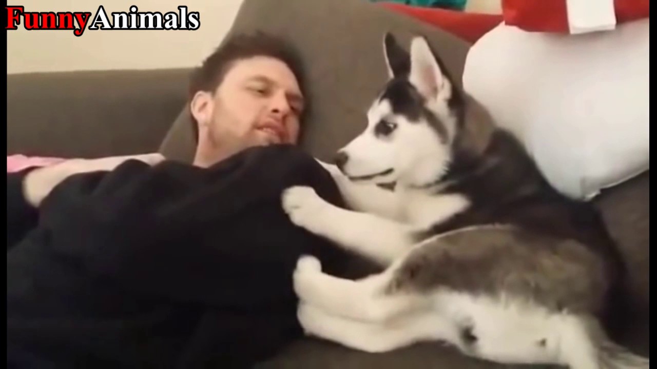 Husky testarudo discutiendo con sus dueños - Blog sobre Perros