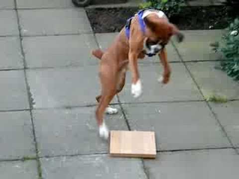 Funny Boxer Dog - Blog sobre Perros