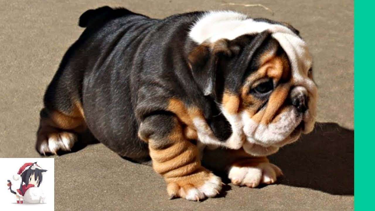 Los cachorros más bonitos del 2018 - Blog sobre Perros