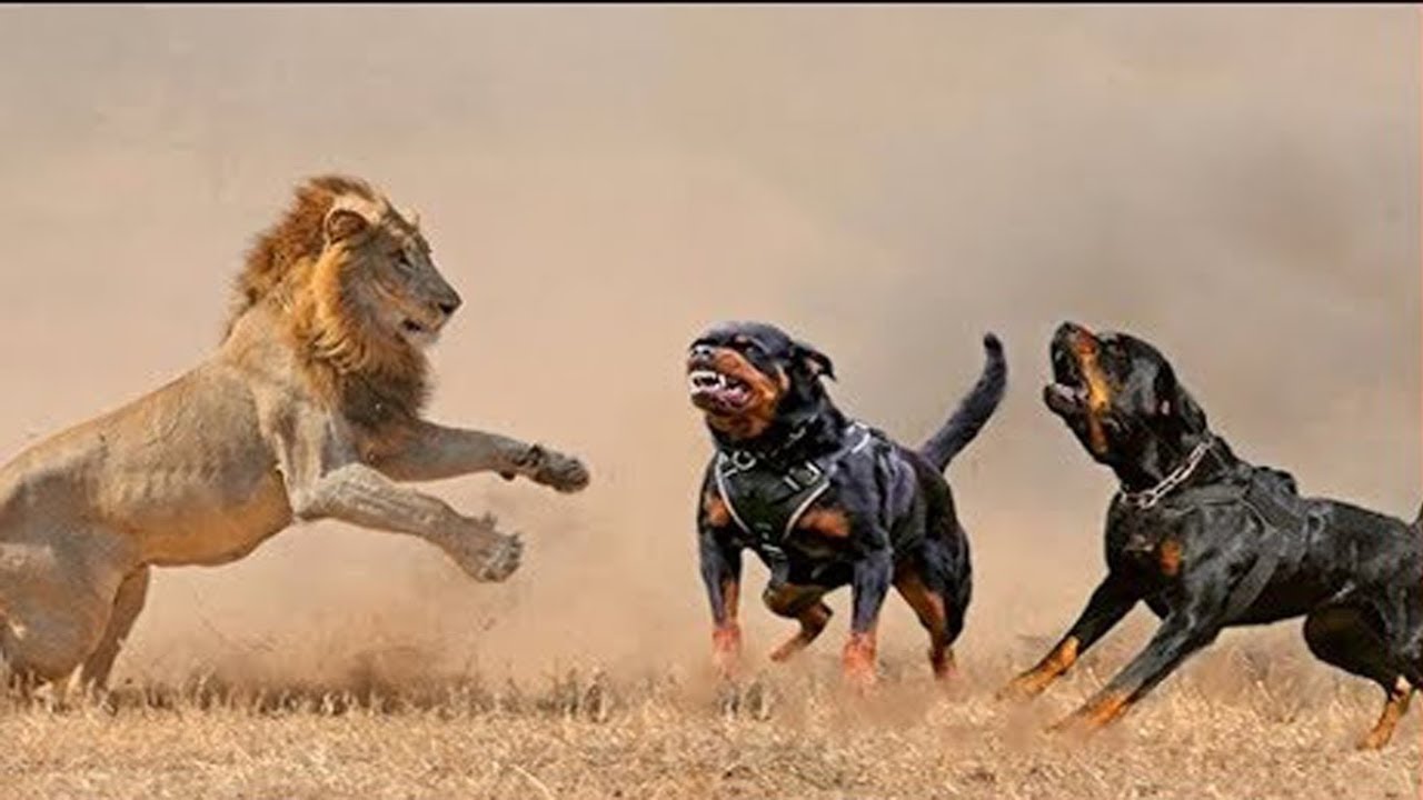 Estos son las razas de perros que se enfrentan a leones - Blog sobre Perros