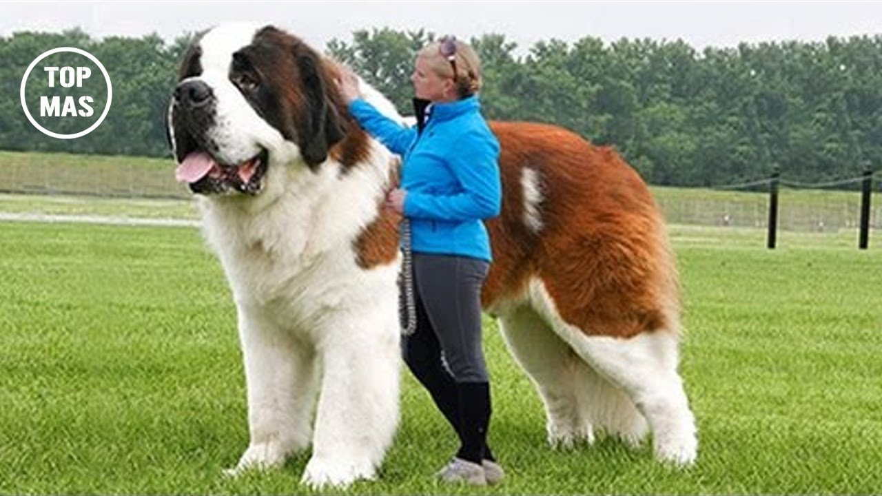 Descubre las 10 razas de perros más grandes del mundo - Blog sobre Perros