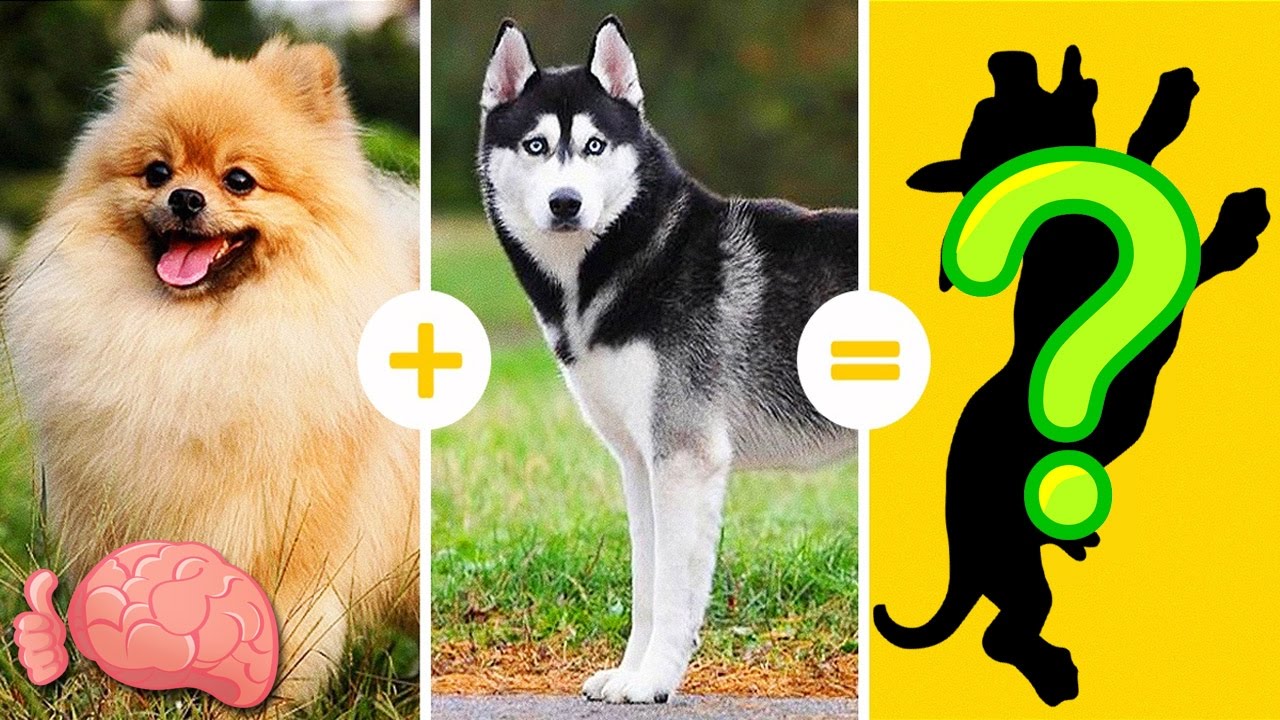 20 Increíbles Cruces de Razas de perro - Blog sobre Perros