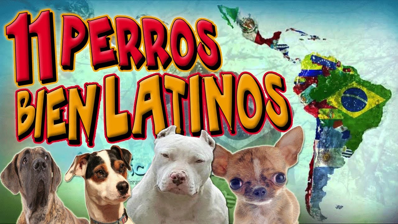 11 Razas de Perros de Latinoamérica - Blog sobre Perros