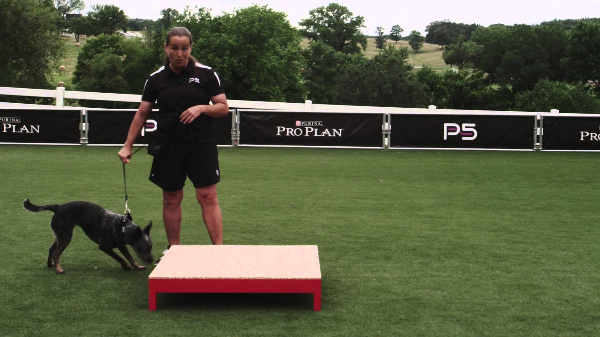 Dog Agility - Pause Table - Jump - Pro Plan P5 Training - Blog sobre Perros