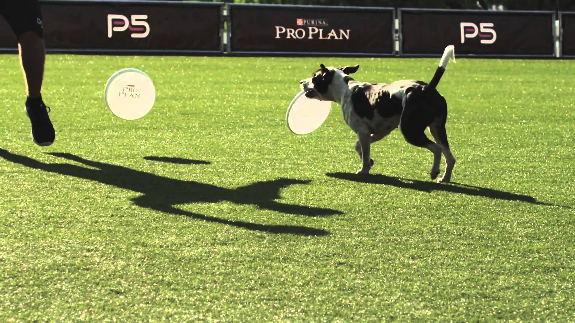 Flying Disc Dog - Competition - Pro Plan P5 Training - Blog sobre Perros