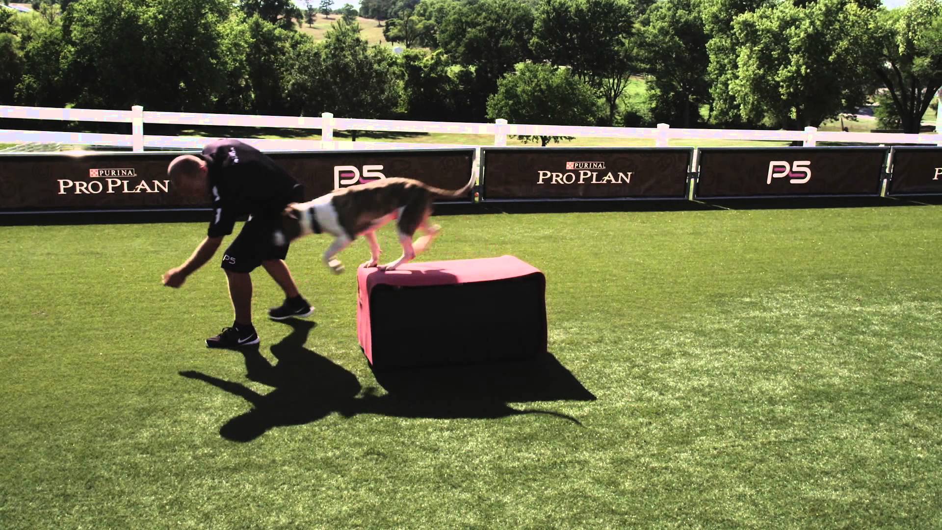 Dog Strength Training - Box Jumps - Pro Plan P5 Training - Blog sobre ...
