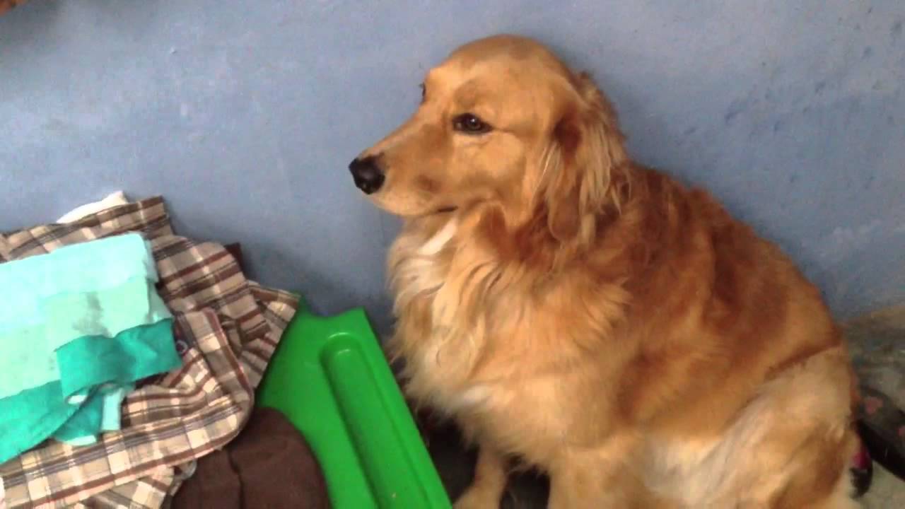 Doky, el perro culpable ... - Blog sobre Perros