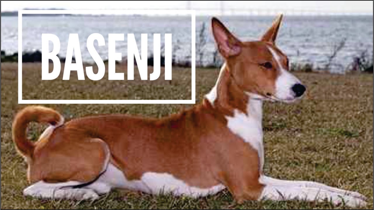 Basenji El Perro Que No Ladra raza cachorros características generales ...