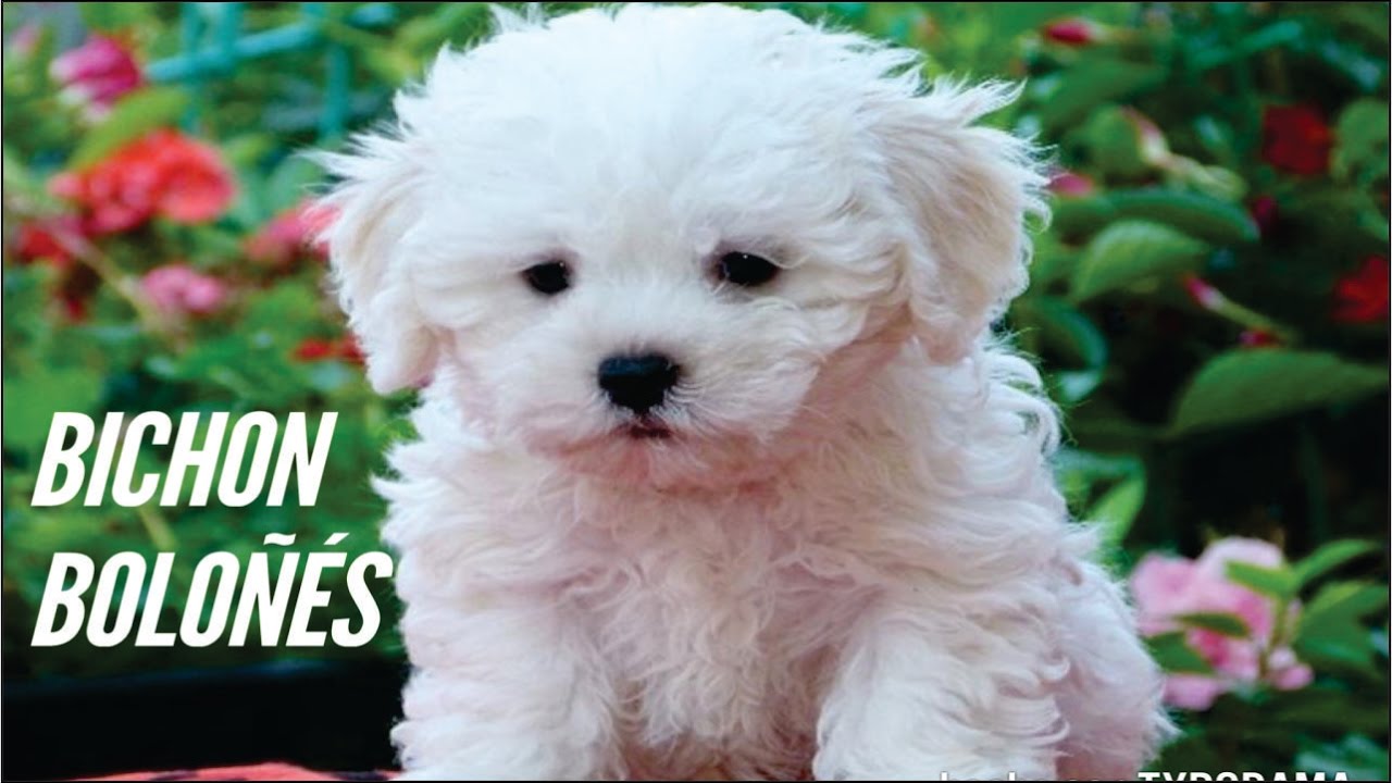 Bichon Boloñes generalidades de esta raza de perro - Blog sobre Perros