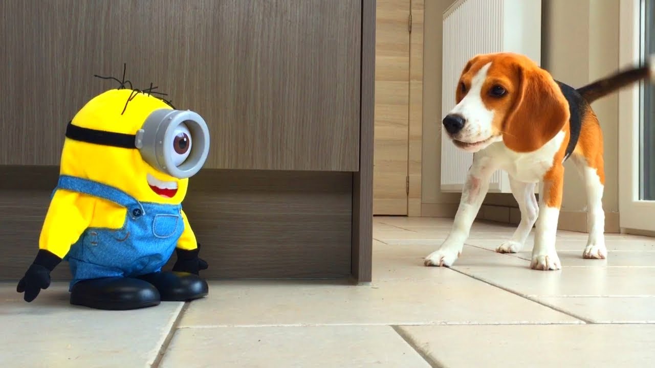 Minion Stuart Pranks Cute Dog: Funny Beagle Dogs Louie & Marie - Blog ...