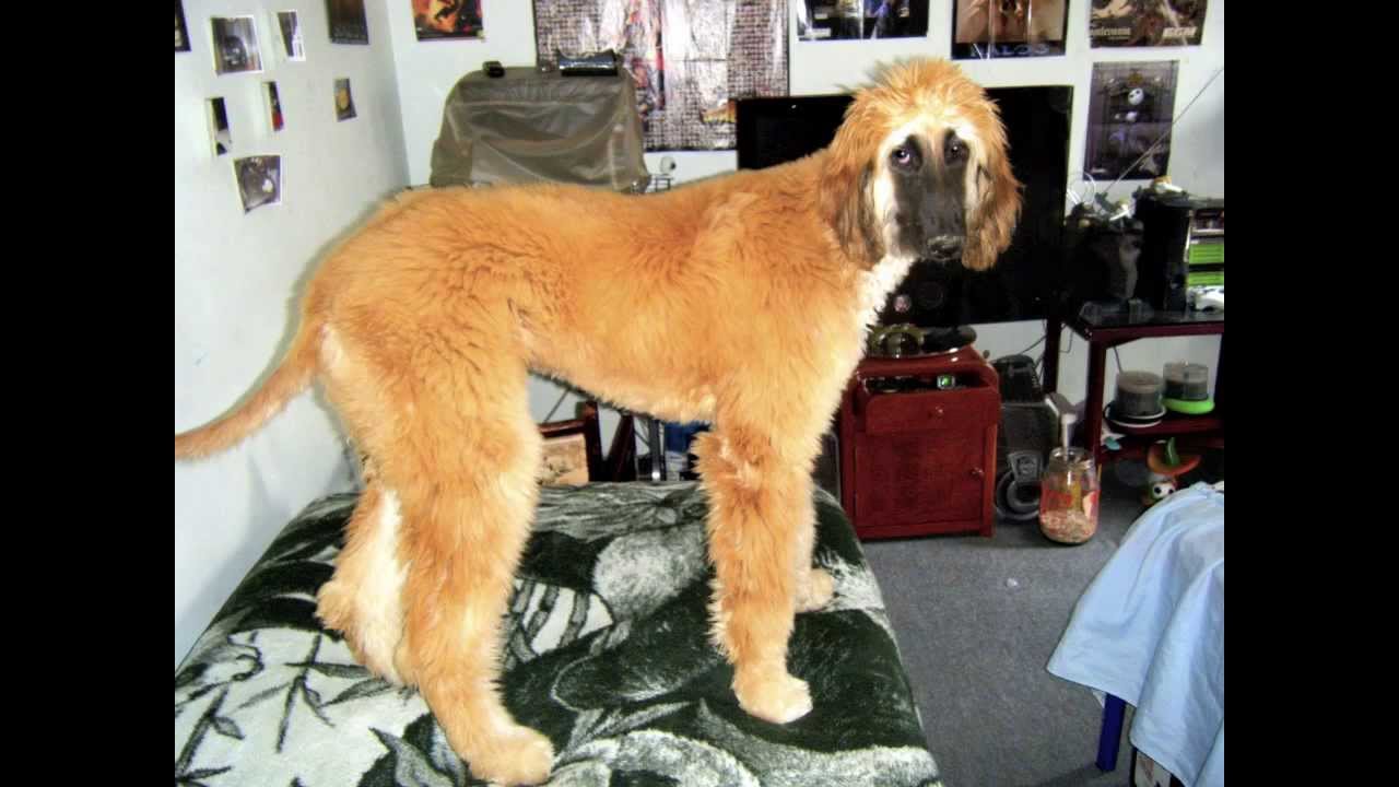 Mi galgo afgano - Blog sobre Perros