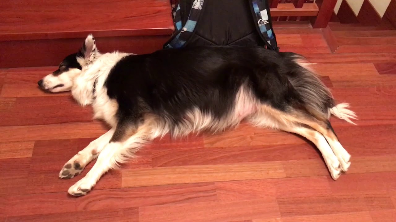 Evolución del embarazo de un Border Collie (Hiru) - Blog sobre Perros