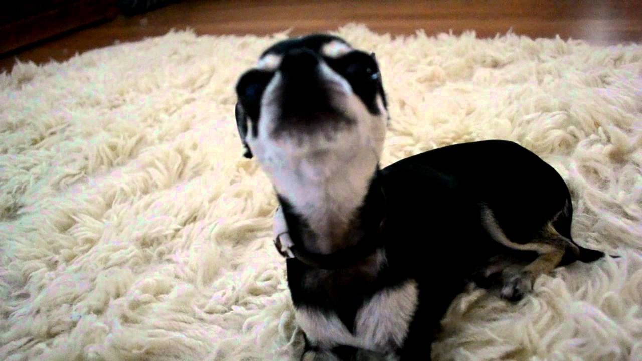 Chihuahua llorando - Blog sobre Perros