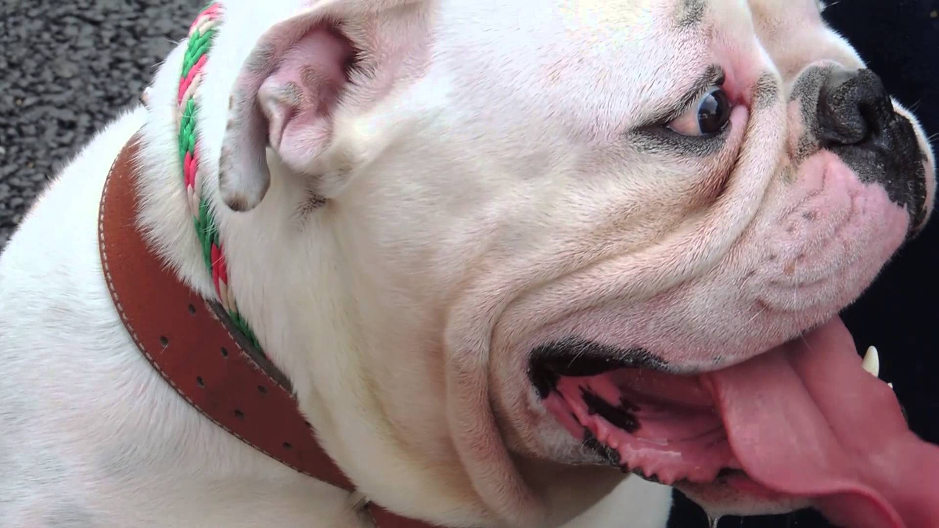 #6664, Bulldog babeando [Raw], Macotas y amos - Blog sobre Perros