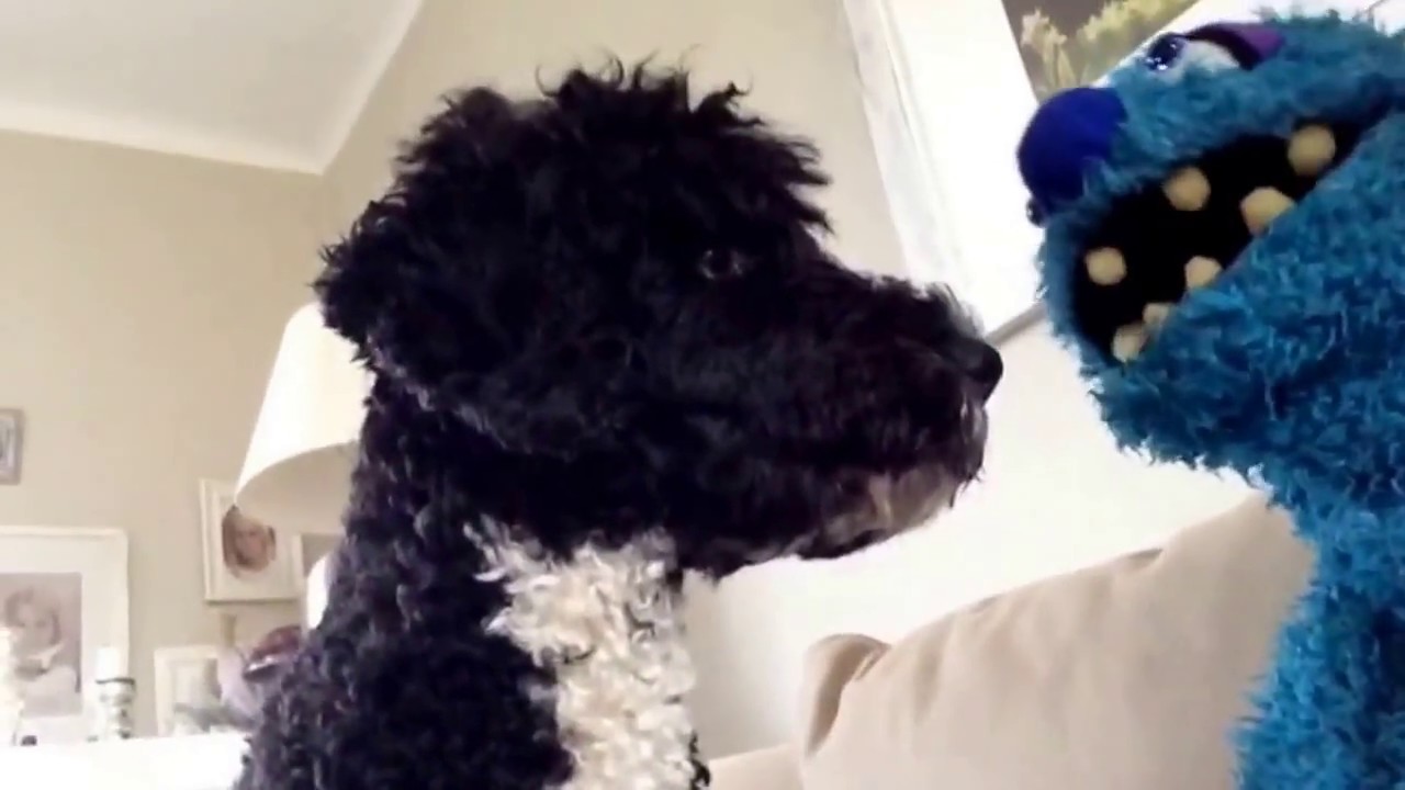 Monster y un perro de agua español - Blog sobre Perros