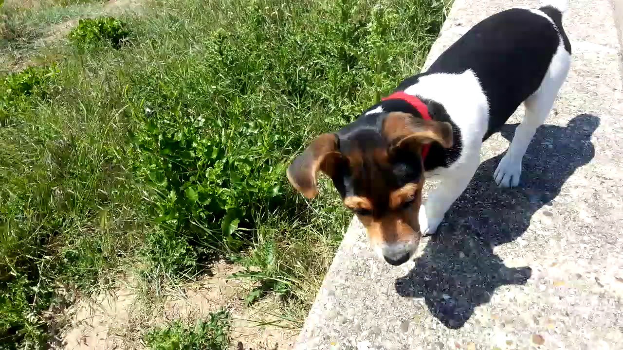 Bridget el cachorro de Jack Russell se cae de una pared - Blog sobre Perros