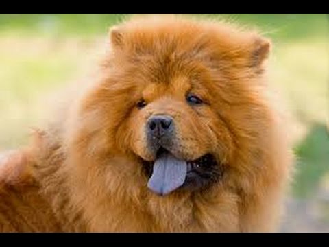 Chow Chow - Raza De Perro - Blog sobre Perros