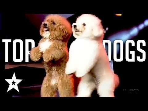 Incredible Dogs celebrating the auditions AMERICAS GOT TALENT AUDITIONS ...