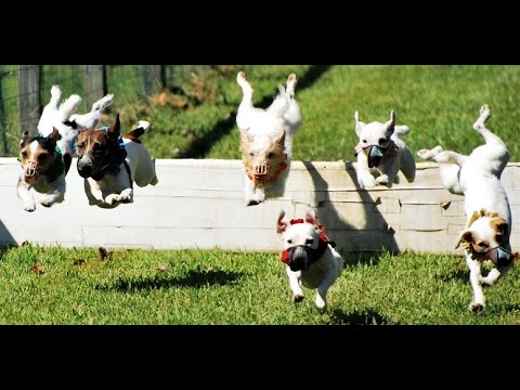 Carreras y obstáculos: Jack Russell Terrier Racing - Blog sobre Perros