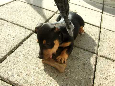 Cachorros de Jack Russell Terrier masticando un hueso - Blog sobre Perros
