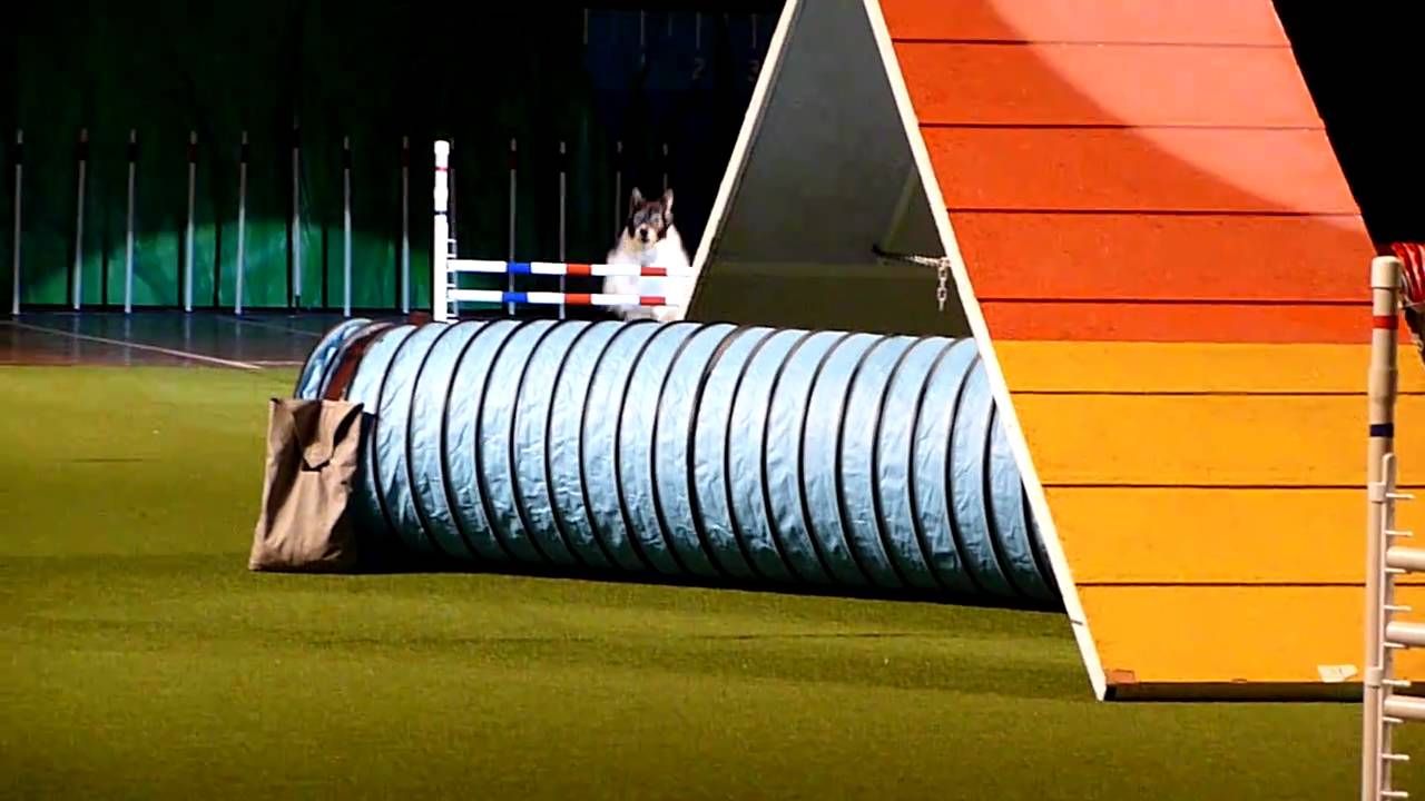 Agility por Nicole & Kiara - Blog sobre Perros