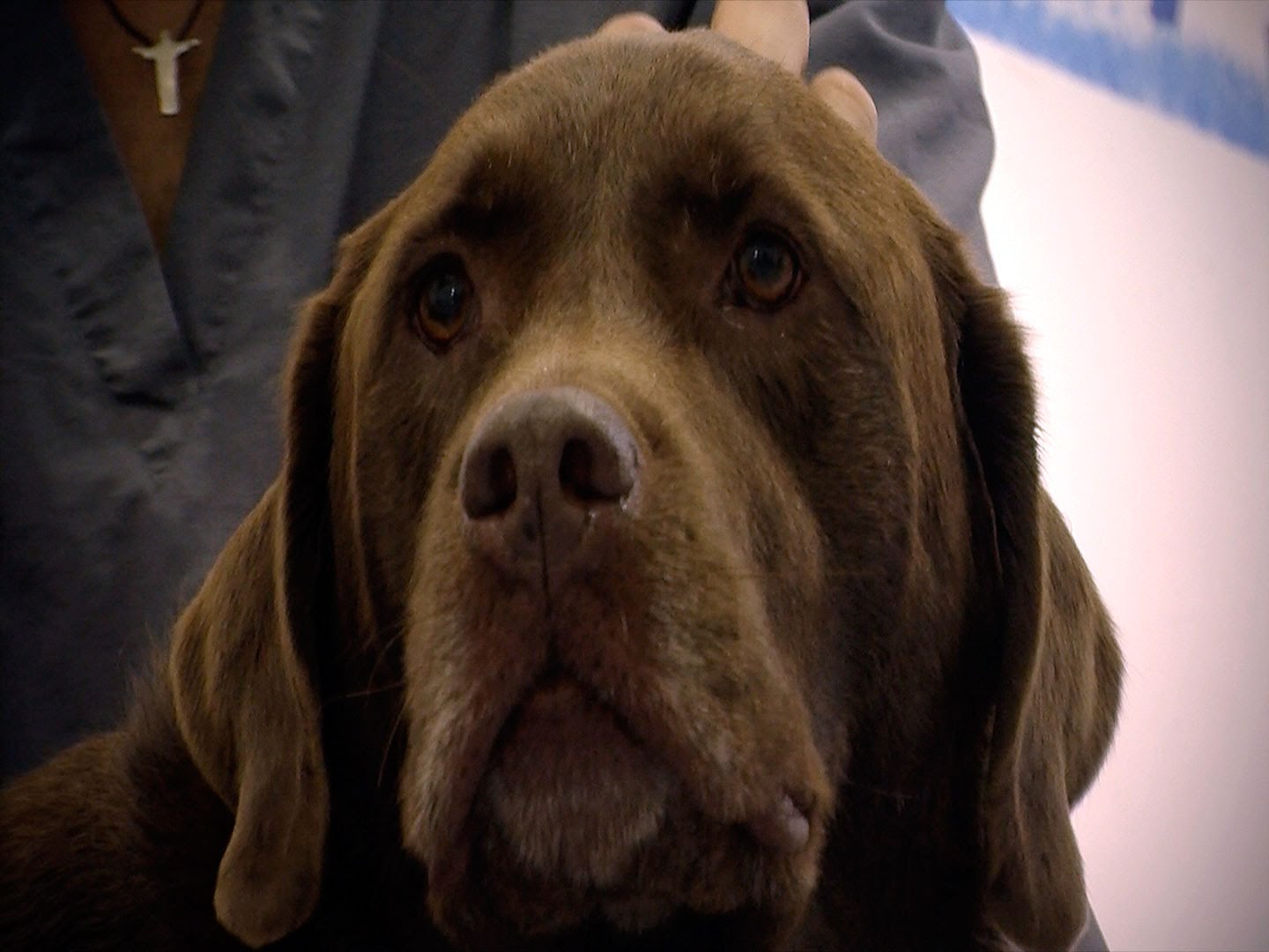 Problemas de Movilidad en perro Labrador - Blog sobre Perros