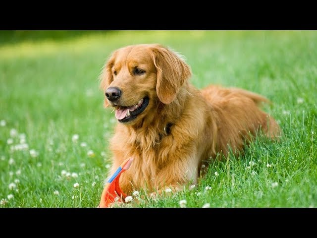 4 Pasos Importantes Para Detectar La Rabia En Perros - Blog sobre Perros