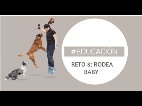Reto 8: Rodea baby - Blog sobre Perros