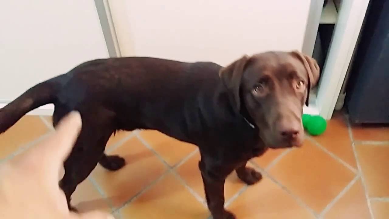 Perro Labrador color Chocolate de 8 meses - Blog sobre Perros