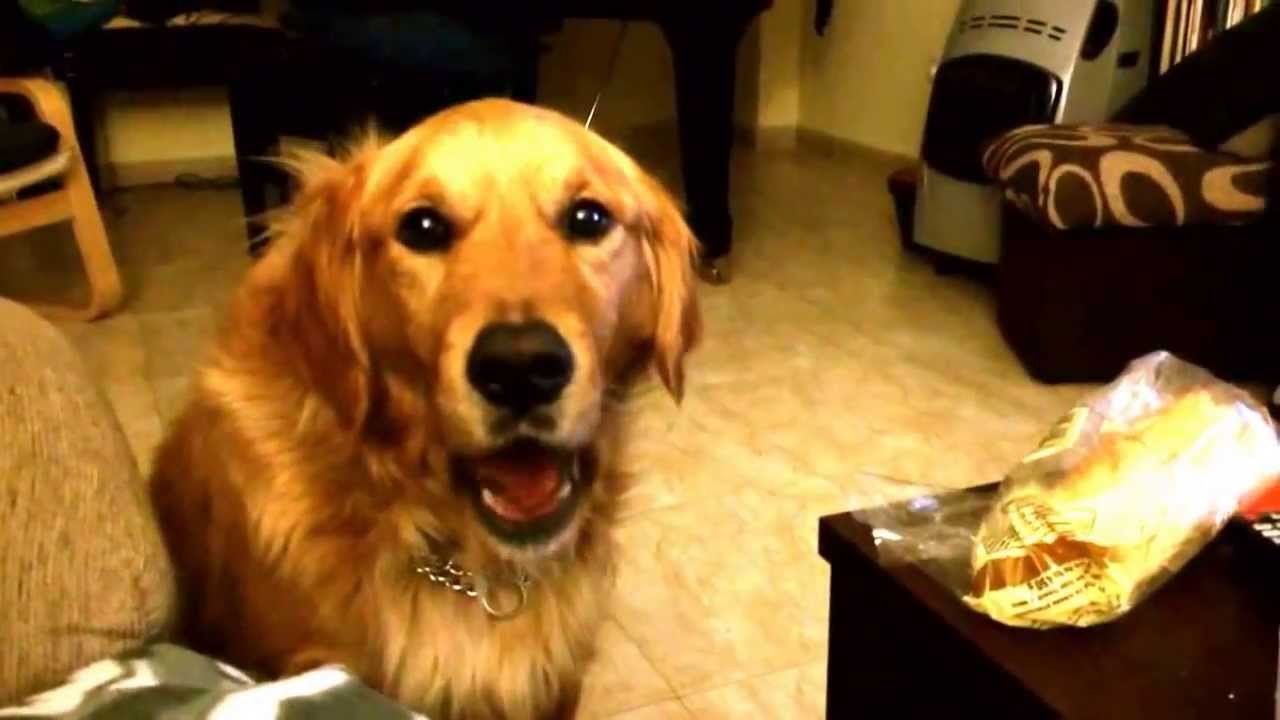 Este Golden Retriever tiene sed - Blog sobre Perros