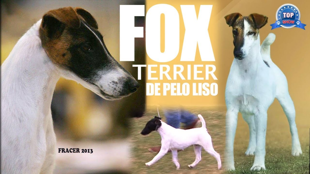 Que bonitos son los Fox Terrier de pelo liso - Blog sobre Perros