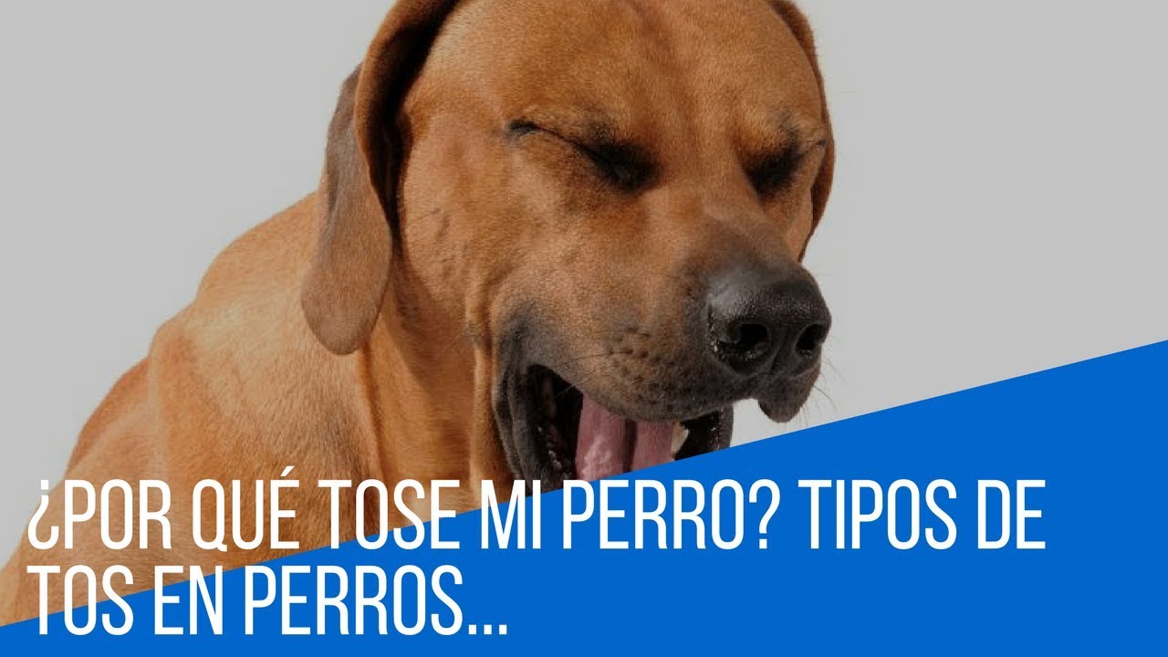 ¿Por Qué Tose Mi Perro? Tipos De Tos En Perros - Blog sobre Perros