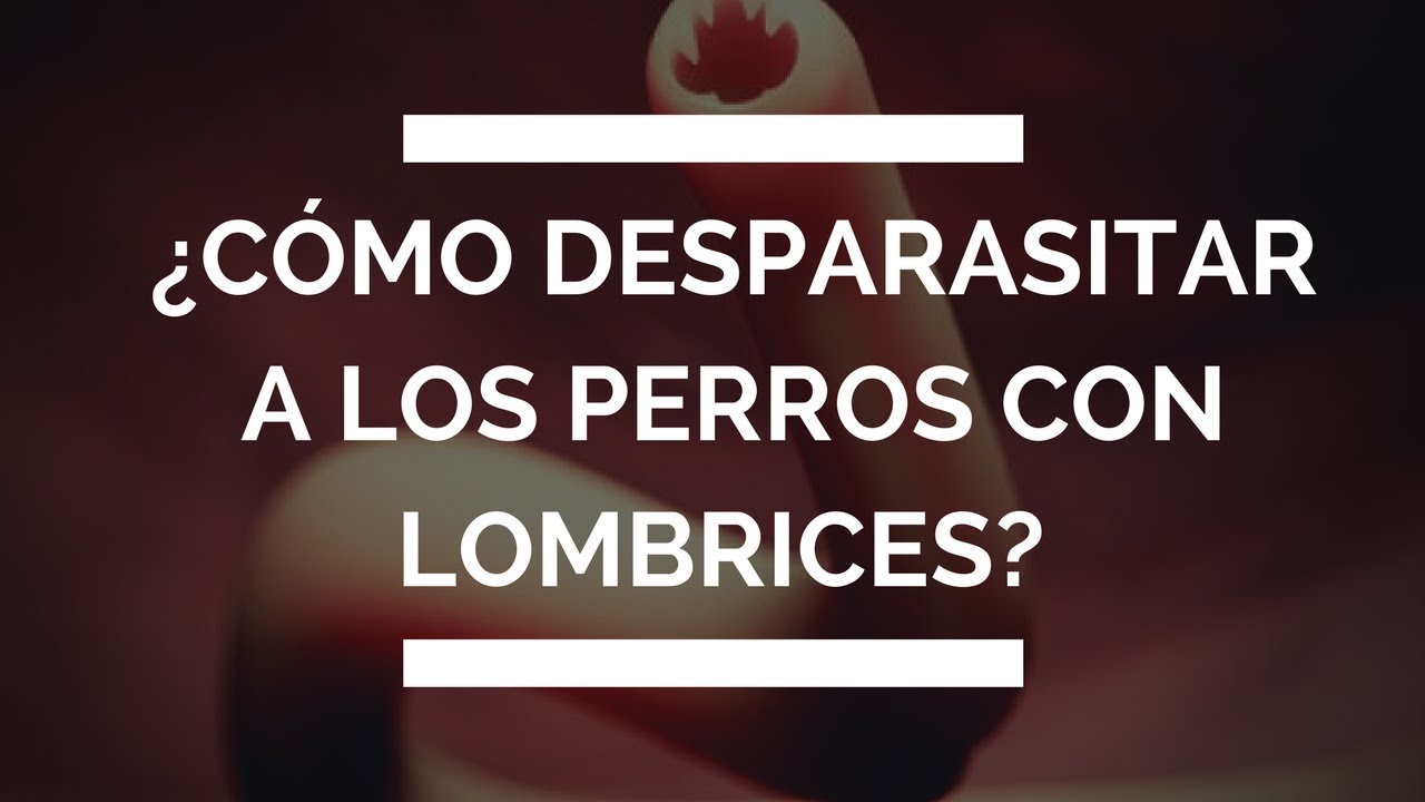 ¿Cómo Desparasitar a Los Perros Con Lombrices? - Blog sobre Perros