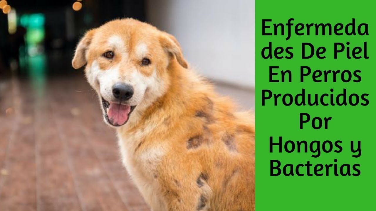 Enfermedades de piel en perros producidos por Hongos y Bacterias - Blog ...