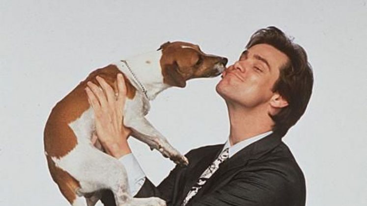 Conoce a Milo, el perro de "La Máscara", un Jack Russell muy divertido ...