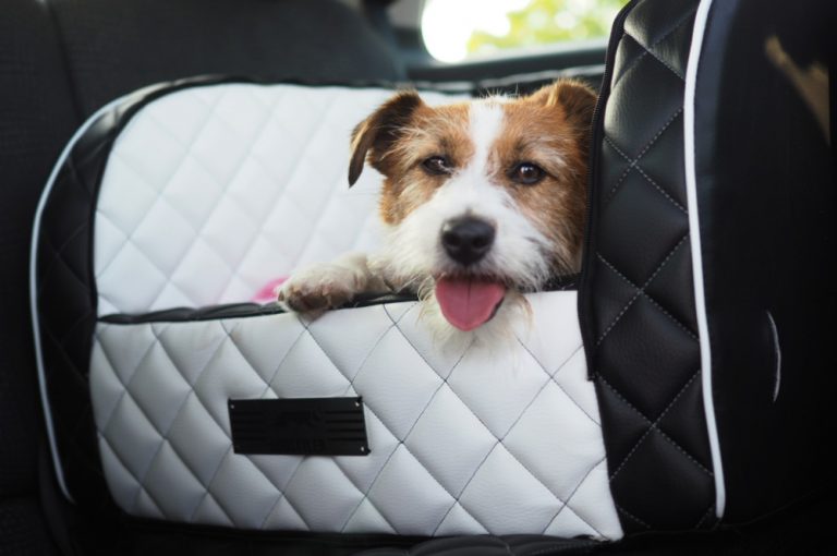 Dogstyler - Review - Opiniones de Dog Styler - Eddie Jack Russell